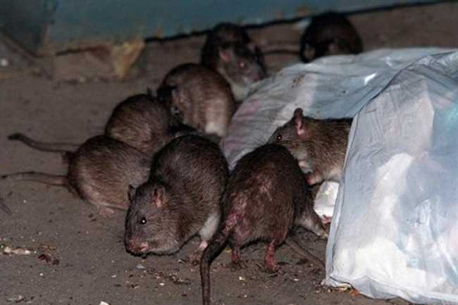 पाकिस्तान में चूहे को मारे और ईनाम में पाओ 25 रुपये...