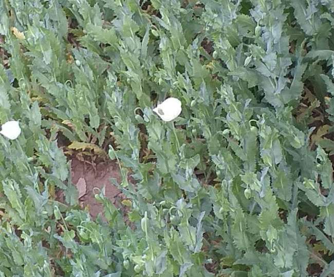 अफीम माफिया ने चौहारघाटी में आलू-मटर की जगह बीज दी पोस्‍त की पौध, पुलिस ...