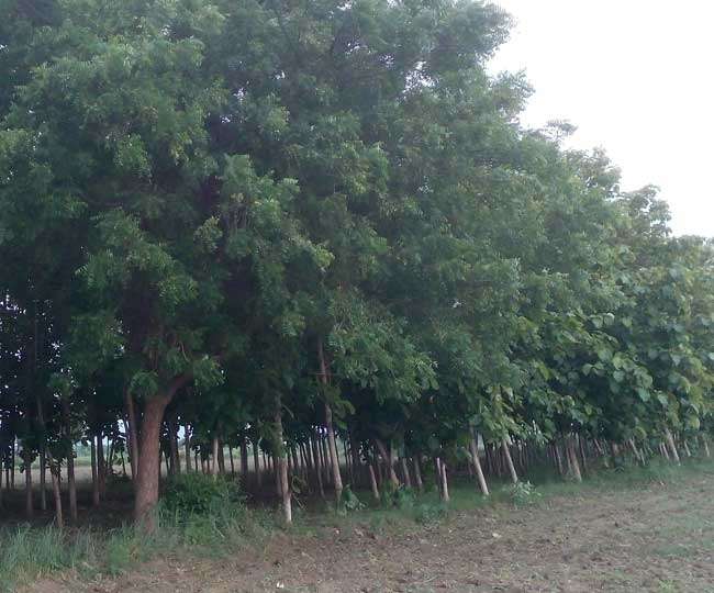 एक बीघा खेत, सागौन के 500 पेड़, 15 साल... करोड़पति बना किसान