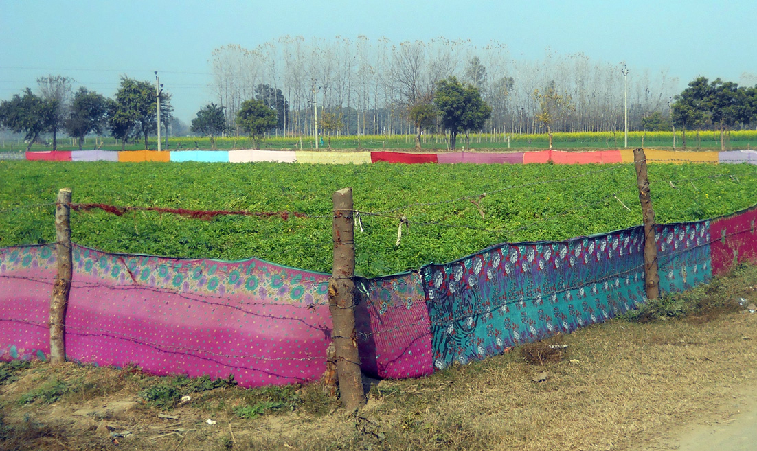 नजर हटते ही बर्बाद हो जाती है फसल, इसलिए सर्द रातों में खेतों पर जमे ...