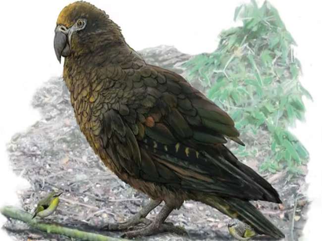 न्यूजीलैंड में मिला दुनिया के सबसे बड़े तोते का जीवाश्म, लंबाई जानकर ...