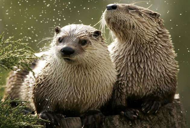 लघुकथा बंटवारा