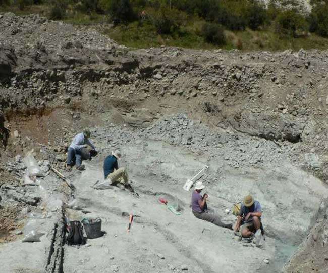 न्यूजीलैंड में मिला 19 लाख सालों पहले लुप्त हुए जाइंट चमगादड़ के जीवाश्म