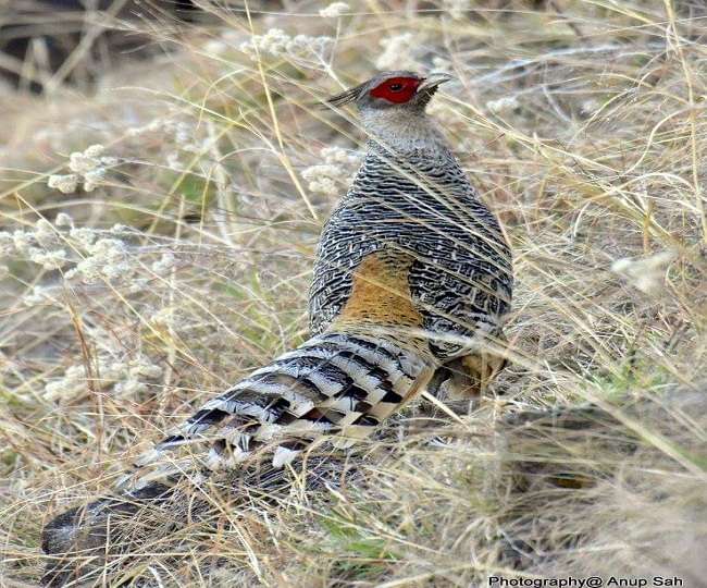 टूरिस्‍ट स्‍पॉट : बर्ड वॉचिंग करना हो तो आइए देवभूमि के स्याही देवी