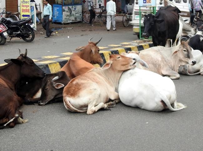 रामनगरी में गोवंश संरक्षण के दावे को ठेंगा