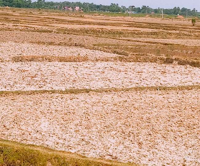 खेत सूखे, नलकूप ठप, आसमान की ओर लगी किसानों की टकटकी - In madhubani ...