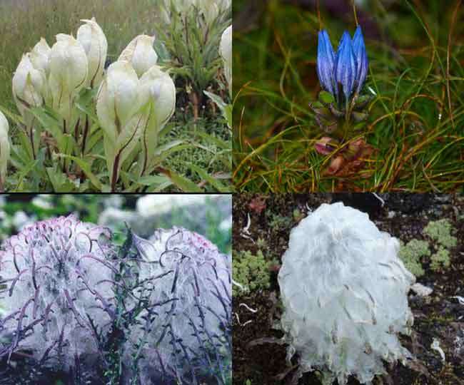 उच्च हिमालय में खिलते हैं चार तरह के कमल, जानिए इनकी खासियत - Four ...