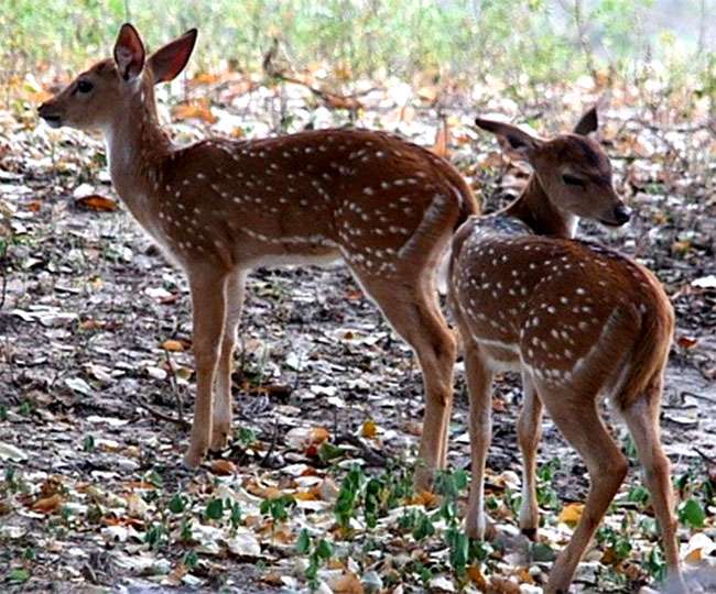 Birsa Mrig Vihar Ranchi: कुछ पल सुकून के बिताना चाहते हैैं, तो चले आइए ...