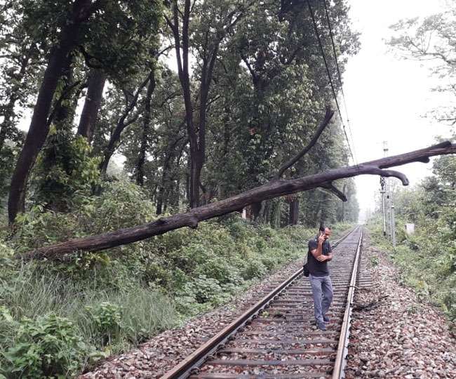 सूखे दरख्त रेलवे के लिए मुसीबत ट्रैक पेड़ गिरने से रेल यातायात बाधित ...