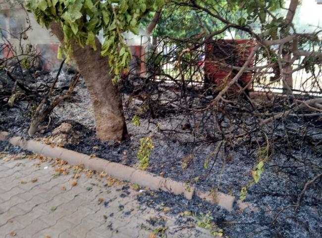 ये कैसी स्वच्छता कि हरे कचरे को जलाकर बढ़ा रहे हैं प्रदूषण - kachra