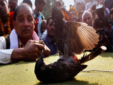 मकर संक्राति पर असम के मंदिरों में बुलबुल की लड़ाई पर हाईकोर्ट ने लगाई ...