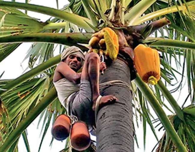 बिहार: जो ताड़ के पेड़ पर चढ़कर दिखायेगा उसे ही मिलेगा नीरा का लाइसेंस
