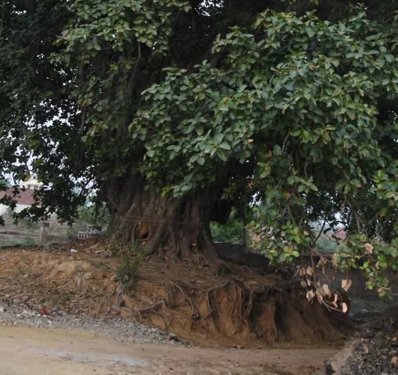 आस्था संग औषधीय गुणों का वट वृक्ष, इसके पत्तों-जड़ों-छालों में छिपे हैं ...