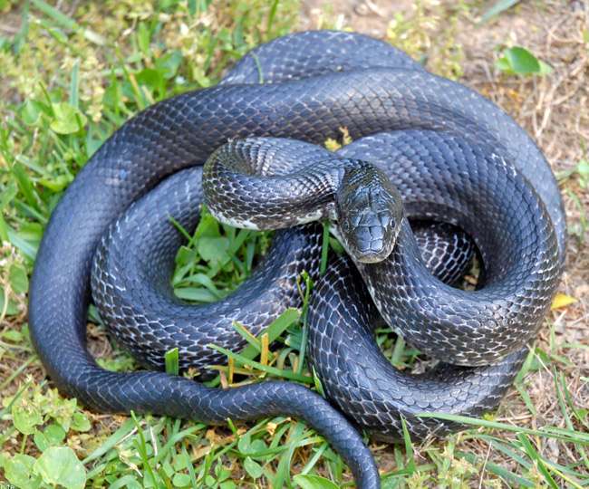 110 साल बाद छत्‍तीसगढ़ में मिला 11.8 फीट लंबा रेट स्नैक