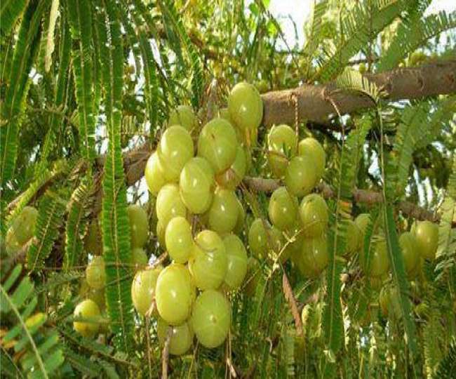 अक्षय नवमी: जानें क्यों खाया जाता है इस दिन आंवले के वृक्ष के नीचे खाना