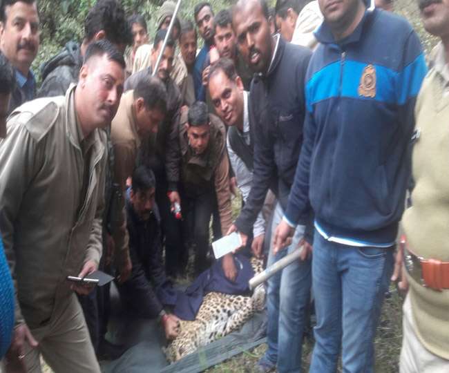 ह‍िमाचल गोपालपुर चिड़‍ियाघर से भागे तेंदुएं पकड़े