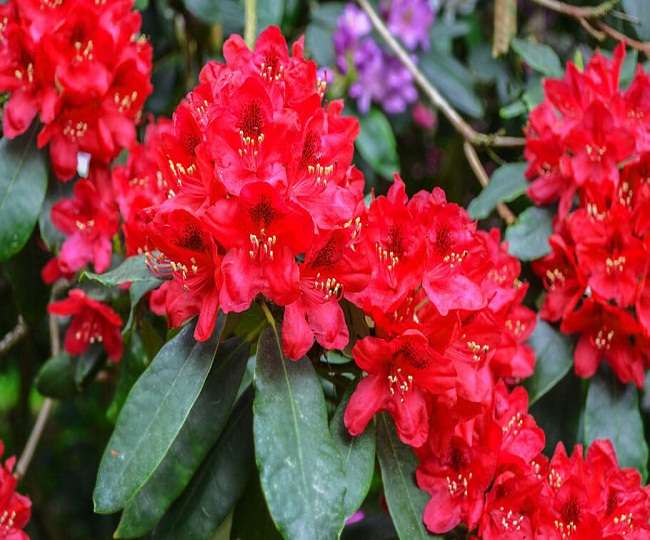 राज्‍य पुष्‍प बुरांश की लालिमा से दमक रहे कत्यूर घाटी के जंगल, बने ...