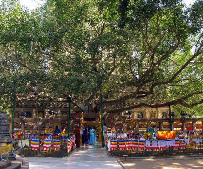 इस पेड़ का इलाज करते हैं वैज्ञानिक, गिरे पत्तों की भी होती है पूजा