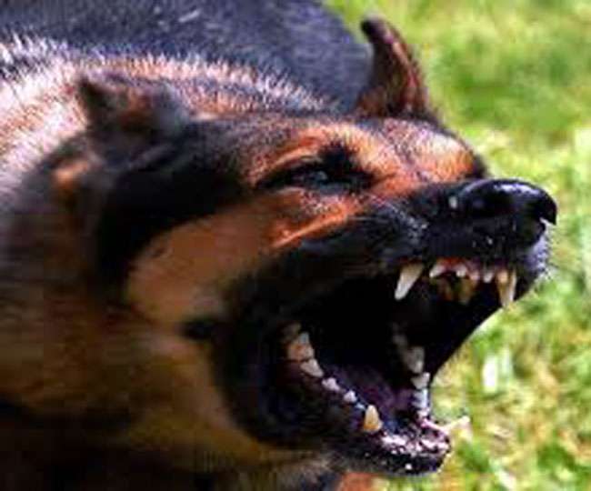 पागल कुत्ते ने सात साल के मासूम को किया लहुलुहान, कर्इ अन्य को काटा