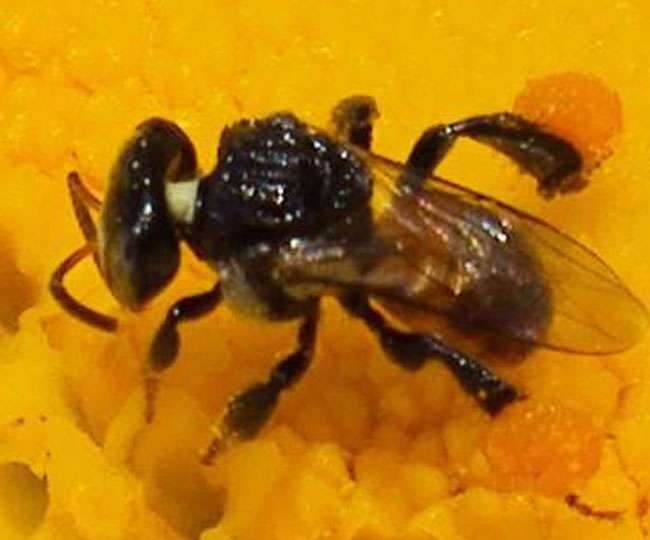 सामान्य शहद से 10 गुना महंगा बिकता है इसका शहद, जानिए