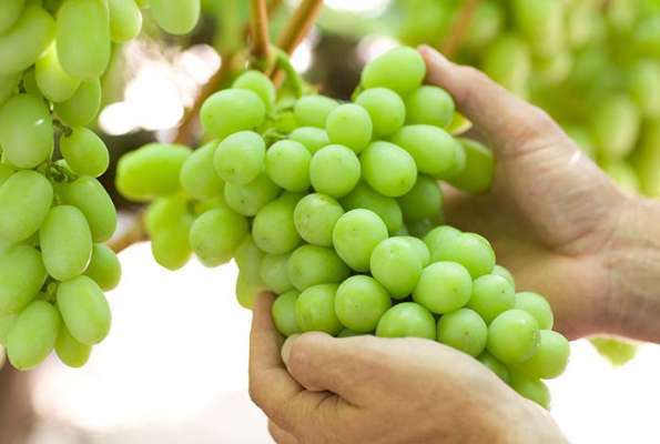 कैंसर और हृदय रोग से लड़ने को तैयार करता है ये फल, जानिए - Angoor ...