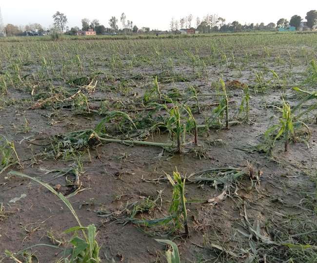 मक्का उत्पादकों की उम्मीदों पर मौसम ने फेरा पानी, बारिश और ओलावृष्टि से ...