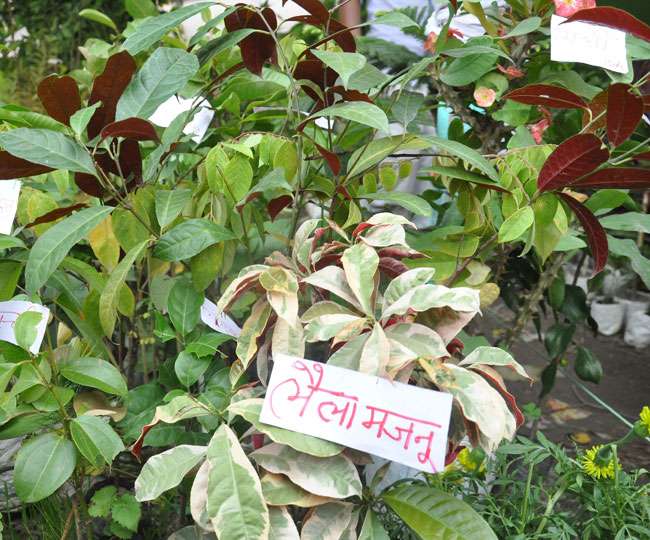 सोनपुर मेले में प्रेमी जोड़े इस पेड़ की जमकर कर रहे खरीददारी, ये है ...