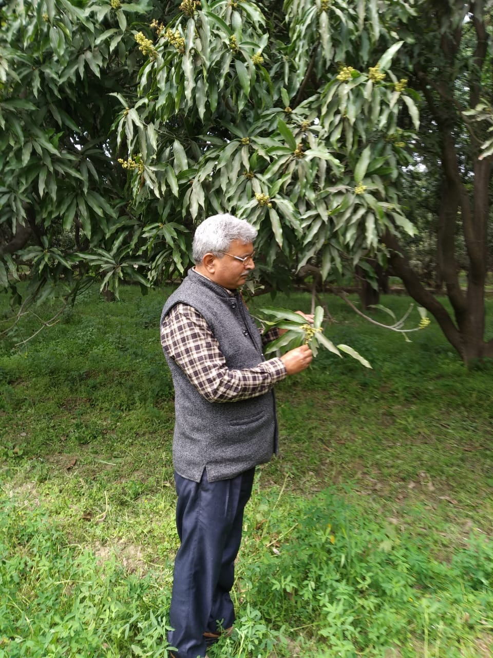 अलीगढ़ में बौराए आम को लगा बीमारी का डंक - In Aligarh sting of the ...