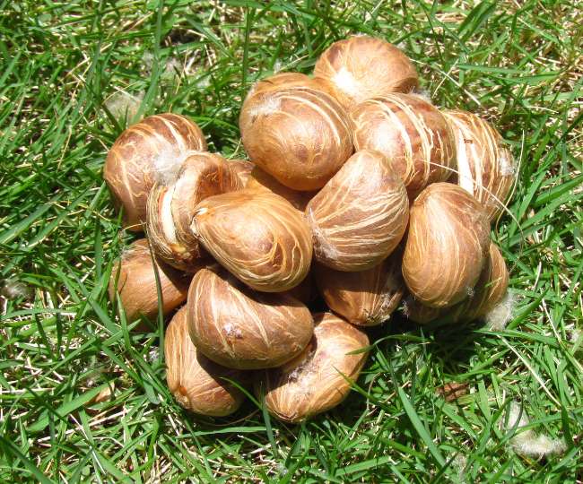 खांसी, बुखार और त्वचा रोग में असरदार है वासा - Benefits of Malabar Nut