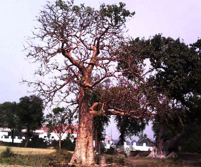 दिल्ली में मौजूद हैं 3 कल्पवृक्ष, समुंद्र मंथन से भी जुड़ी है इनकी ...