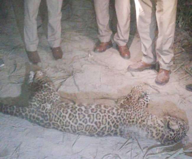 बरेली में दो किसानों पर हमला किया तो भीड़ ने तेंदुए को घेरकर मार डाला ...