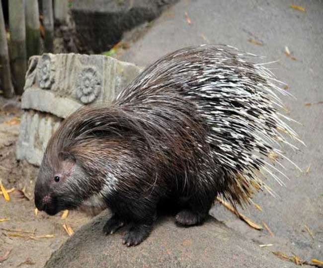 साही पकड़ने को खोह में घुसा युवक, फिर जाने क्‍या हुआ