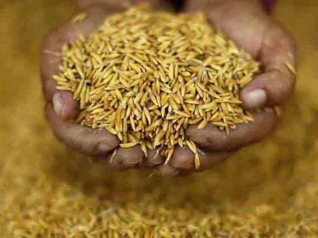 धान के बीजों को सहेजा तो पेटेंट सा इनाम - Protecting the paddy seed is ...