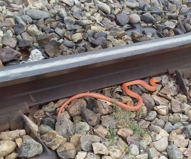 Rare species दुधवा टाइगर रिजर्व में दिखा दुर्लभ प्रजाति का सांप रेड ...