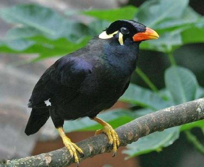 अपनी बुद्धि को बढ़ाने के लिए ले रहे मैना की जान