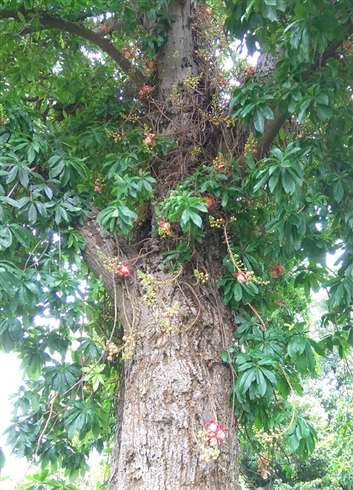 सावन में 'नागफनी' फूल से शिव की पूजा का विशेष महत्व, औषधीय गुणों का है ...