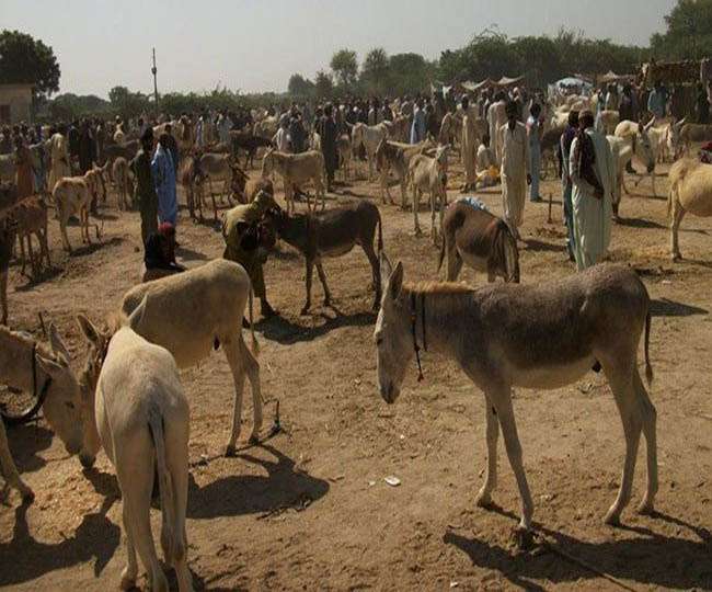 पाकिस्‍तान में फिर बढ़ गए हैं गधे, विश्‍व का दूसरा सबसे बड़ा देश बना