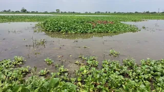 यमुना की Biodiversity के लिए खतरा बन गया है यह विदेशी पौधा, हरियाली के ...