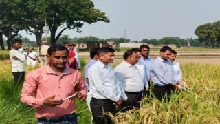 धान के खेत में पहुंचे कौशांबी के DM, हंसिया लेकर फसल कटाई की, किसानों ...