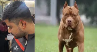 American Bully Attack : युवक का कान काट ले गया अमेरिकन बुली - american ...
