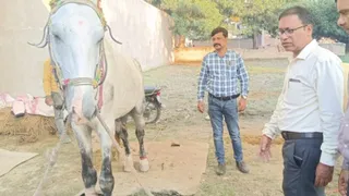 Sonpur Mela 2025: घोड़ों की हिनहिनाहट से गूंजा एशिया का सबसे बड़ा पशु ...