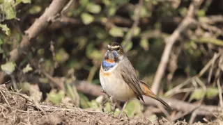 Bluethroat Bird: 10 ग्राम का नीलकंठी पक्षी, 10 हजार KM की हवाई उड़ान ...