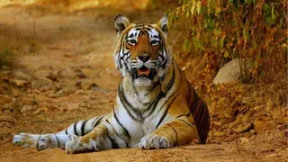 'टाइगर स्टेट' की शर्मसार करती हकीकत... छह वर्षों में 262 बाघों की ...