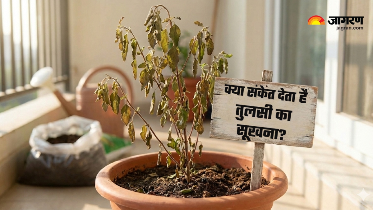 Tulsi Puja: बार-बार मुरझा रहा है तुलसी का पौधा? तो इस संकेत को न करें ...