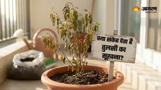 Tulsi Puja: बार-बार मुरझा रहा है तुलसी का पौधा? तो इस संकेत को न करें ...