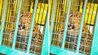 लखीमपुर खीरी: सिंगहा खुर्द में आदमखोर तेंदुआ पिंजरे में कैद, ग्रामीणों ...