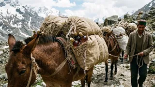 केदारनाथ में खच्चरों के चारे में छिपा ले जाई जा रही थी अंग्रेजी शराब ...