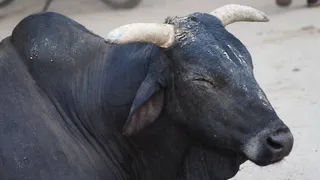 हरियाणा के करनाल में सांड की हत्या, धारदार हथियार से किया हमला; जांच ...