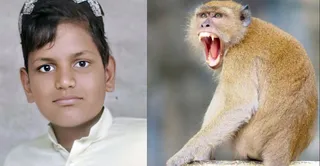 गुरसहायगंज में बंदरों का आतंक, हमले में भागते समय छत से गिरकर किशोर की ...