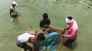 रामपुर में मिलीं 1200 प्रतिबंधित थाई मांगुर मछलियां, तालाब मालिक को ...